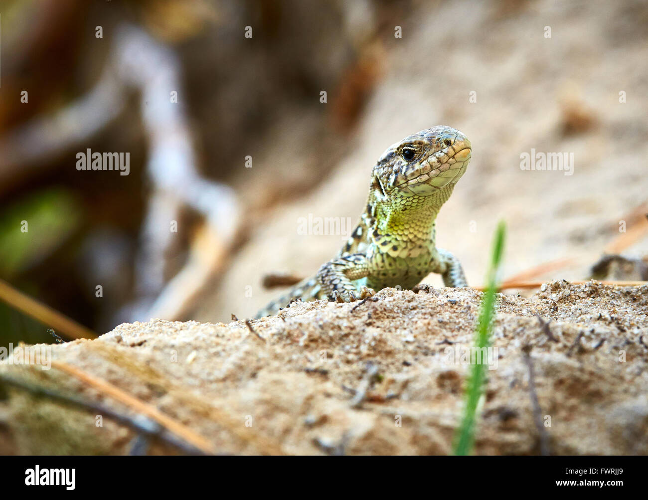 Chameleon lizard reptile black silhouette hi-res stock photography and ...