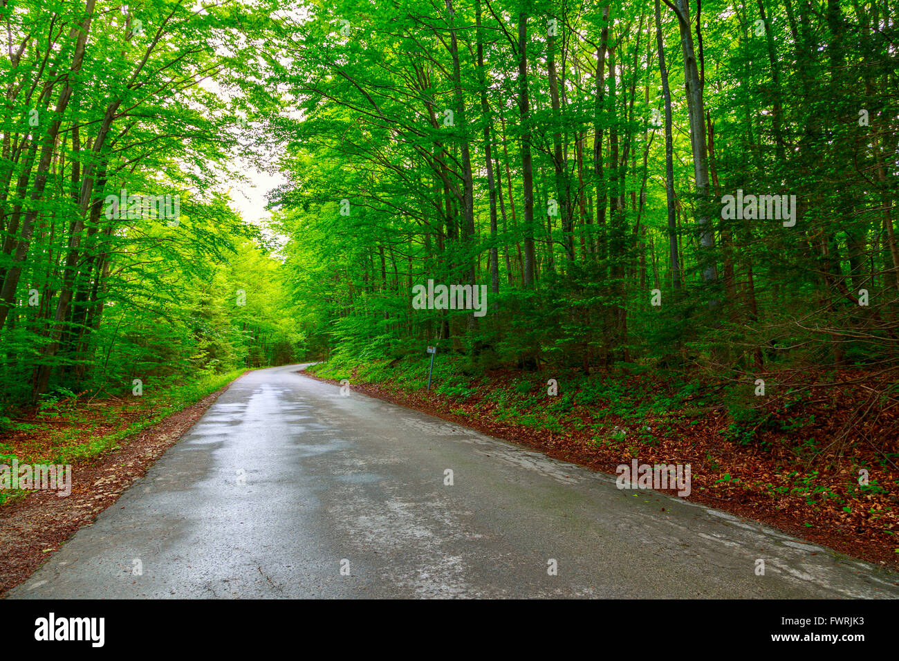 Dark forest road hi-res stock photography and images - Alamy