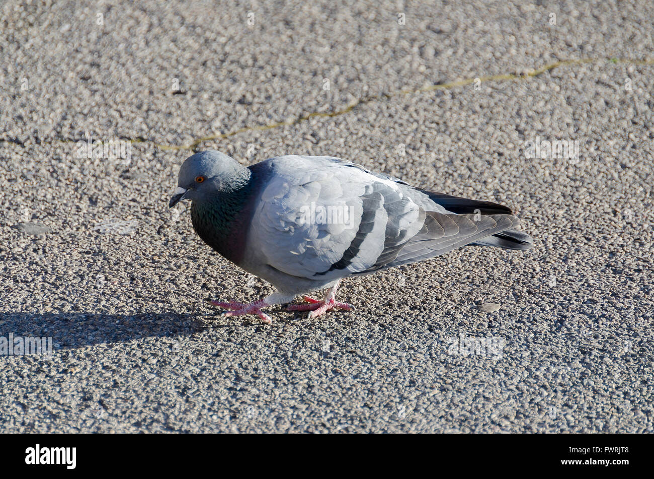 Roucoulement High Resolution Stock Photography and Images - Alamy