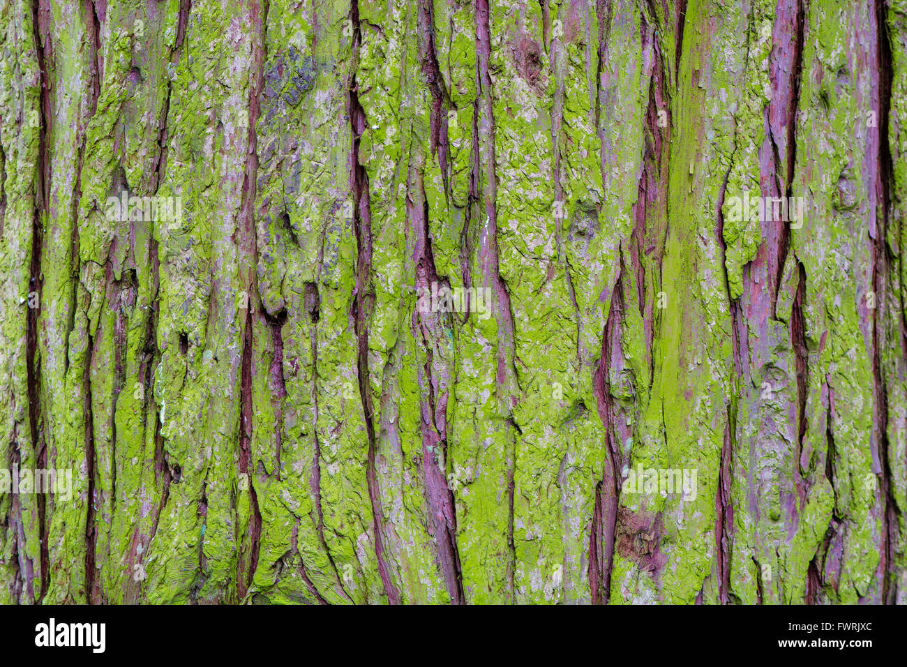 Algae covered conifer bark background. Roughly textured bark of ...