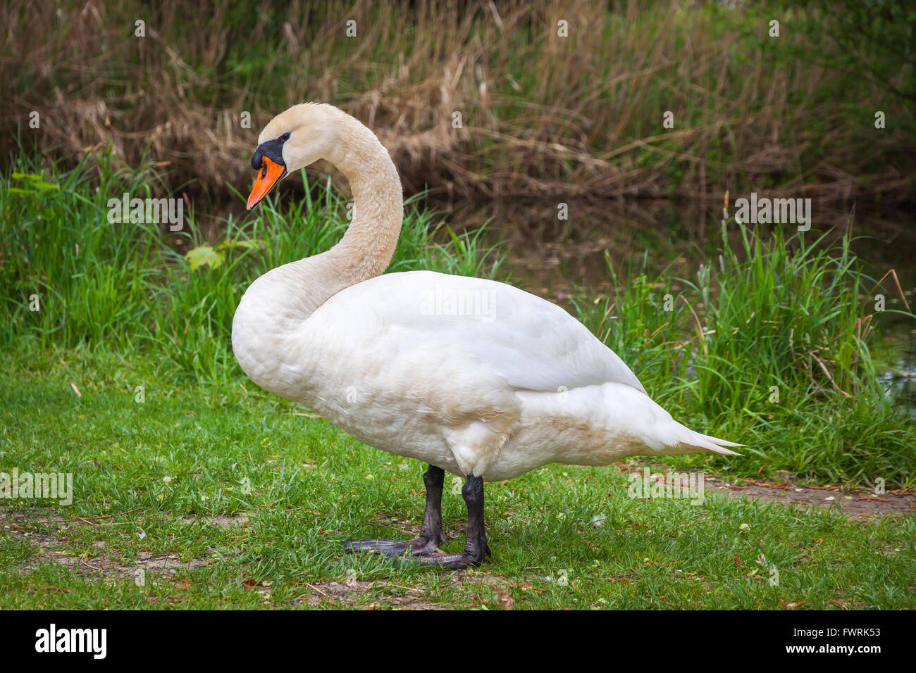 White swan standing on grass shore Stock Photo - Alamy