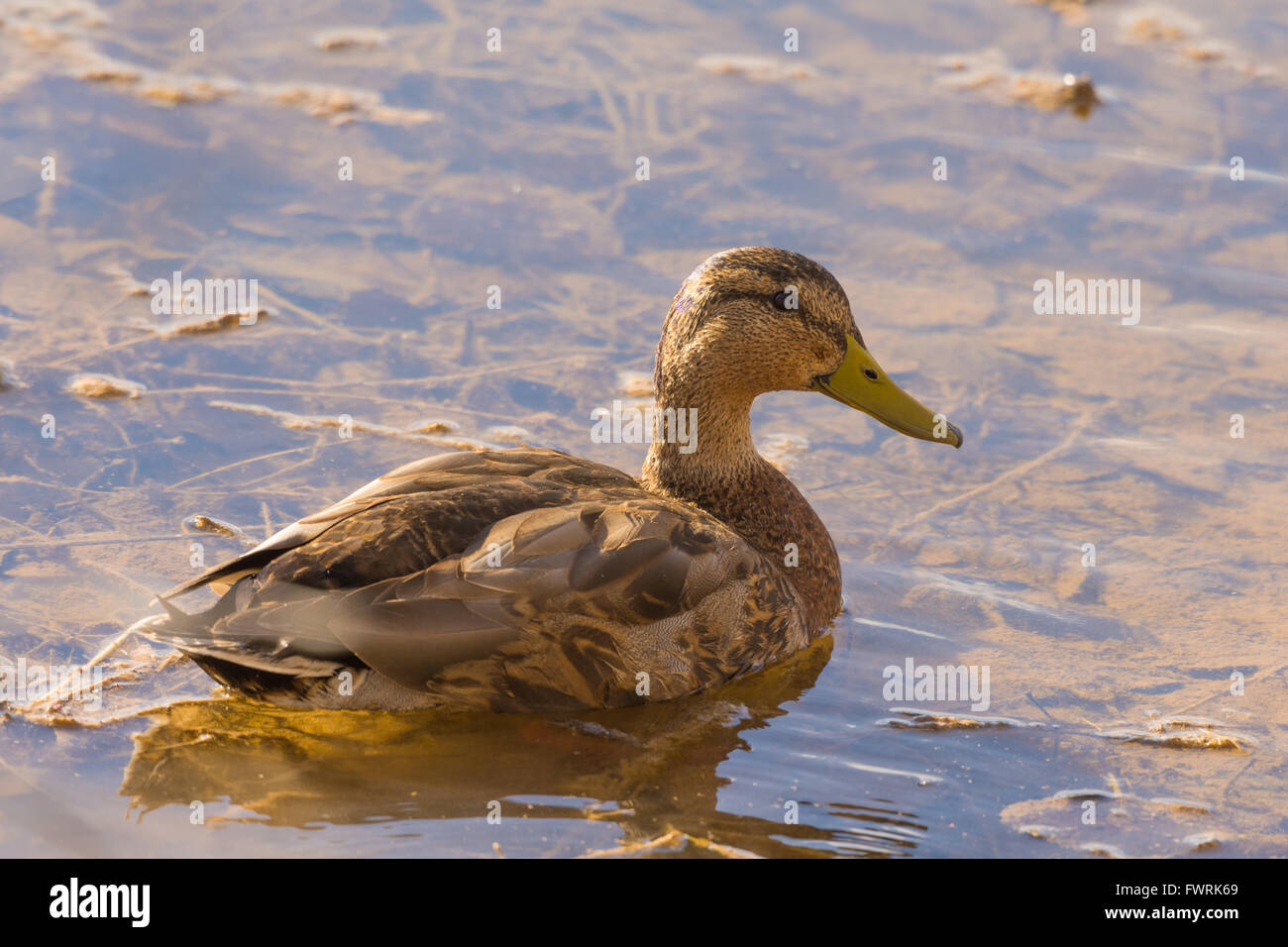 New duck hi-res stock photography and images - Alamy