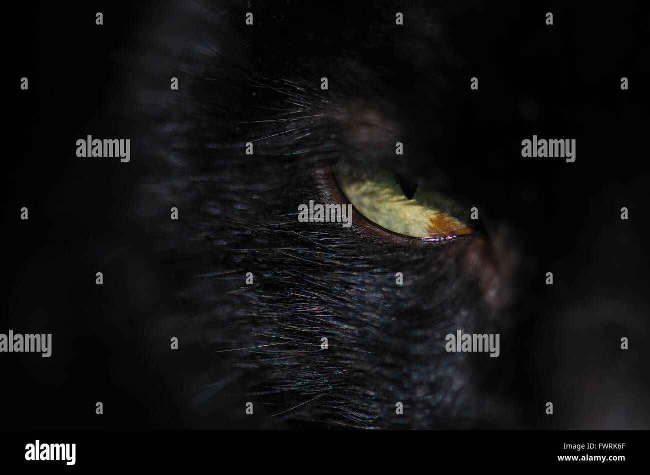 Film noir cat hi-res stock photography and images - Alamy