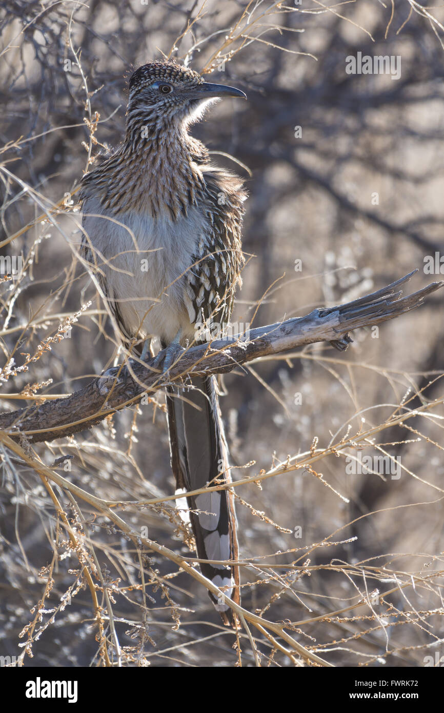 Greater Roadrunner Stock Photos & Greater Roadrunner Stock Images - Alamy