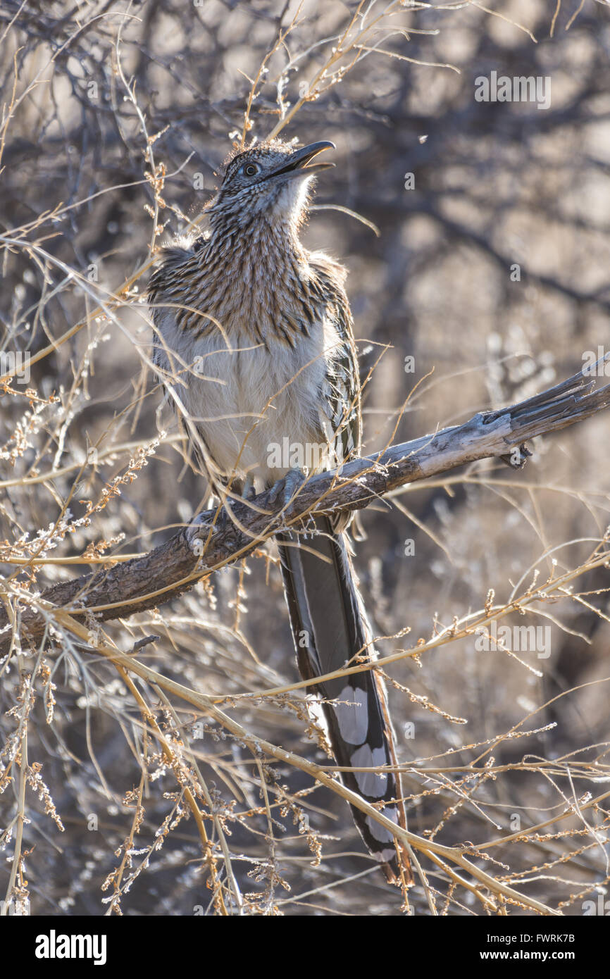 Greater roadrunner mexico hi-res stock photography and images - Alamy