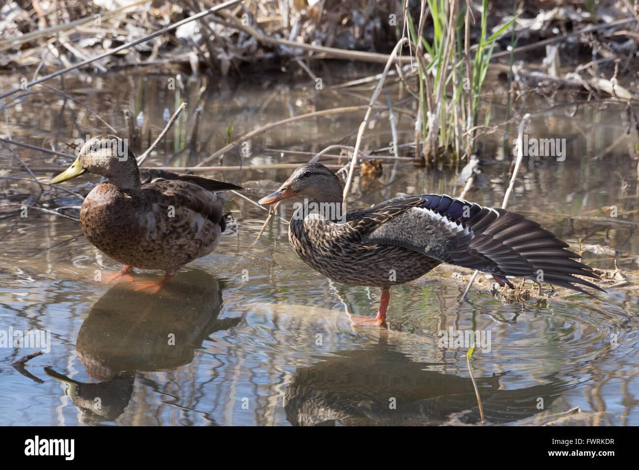 Mexican Duck, (Anas diazi), pair at Bosque del Apache National Wildlife ...