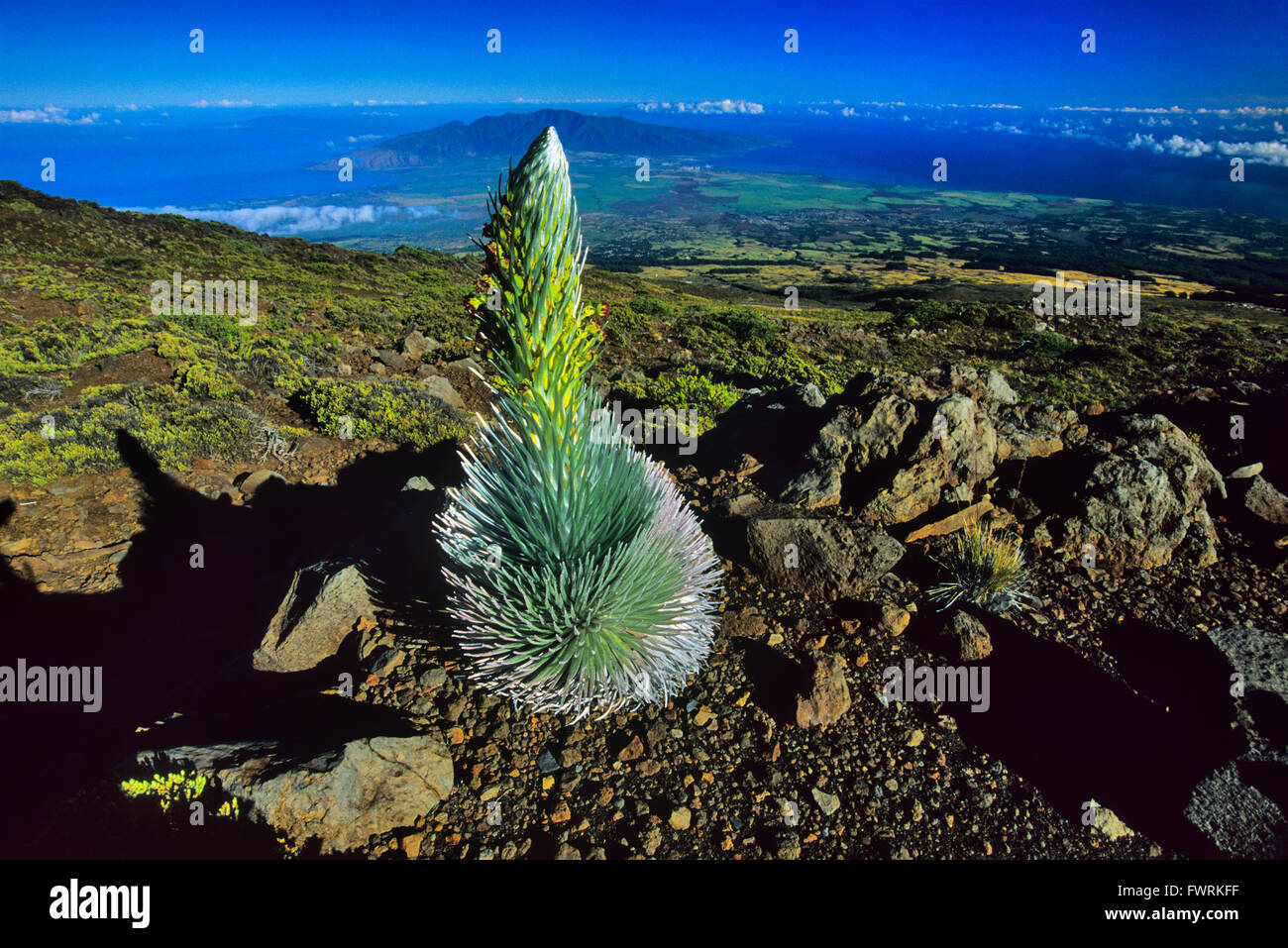 Haleakala silversword plant growing on the slopes of the volcano Stock ...