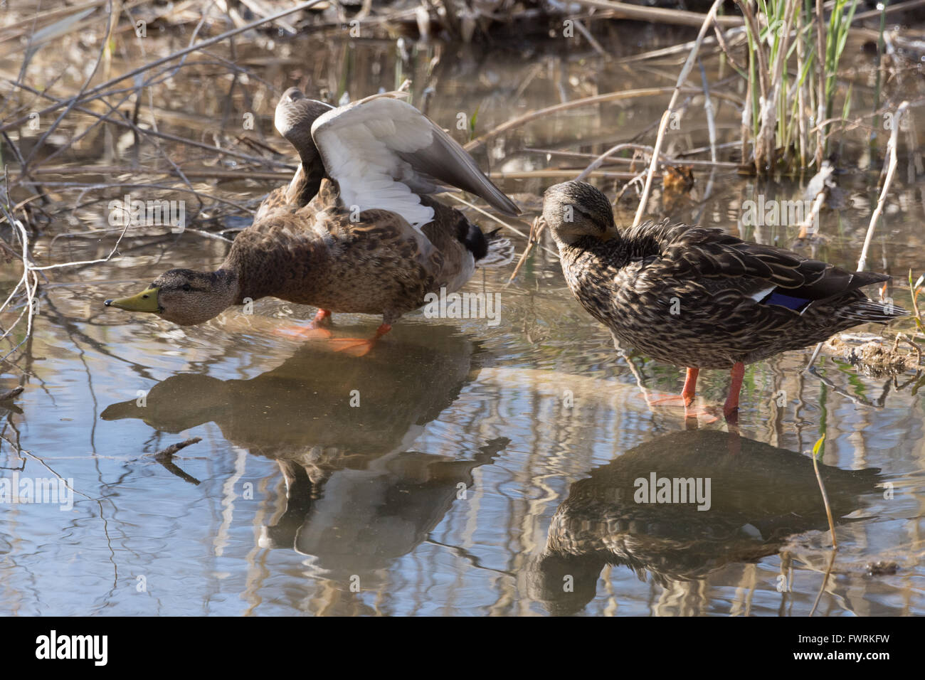 Mexican duck hi-res stock photography and images - Alamy