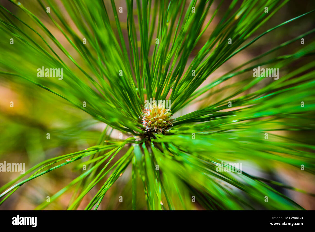 Pinus canariensis, the Canary Island pine, is a species in the genus ...