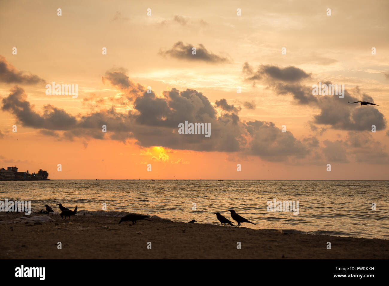 Negombo beach at sunset, Negombo, Sri Lanka, Asia Stock Photo - Alamy