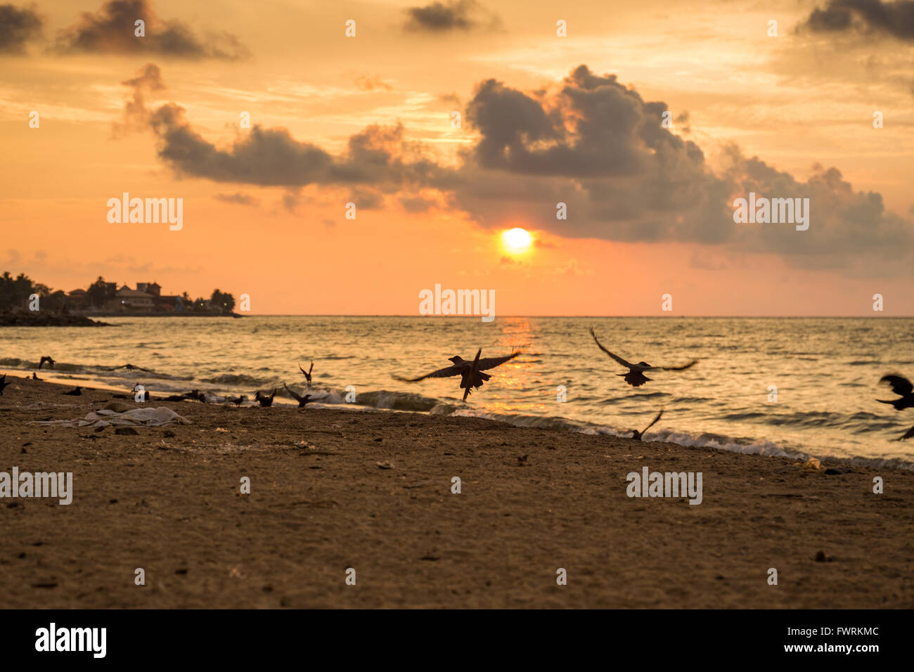 Negombo beach at sunset, Negombo, Sri Lanka, Asia Stock Photo - Alamy
