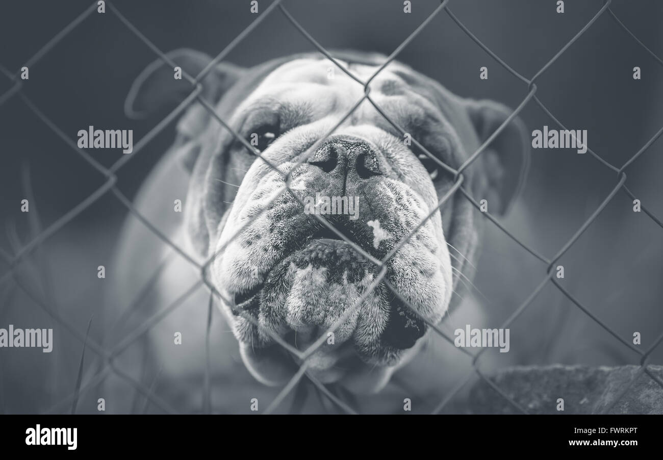 English bulldog - Guard dog on duty Stock Photo - Alamy