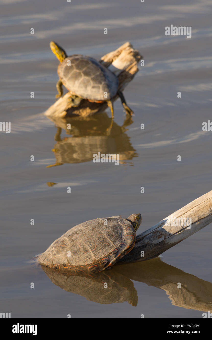 Big Bend Slider, (Trachemys gaigeae gaigeae) and Western Painted Turtle ...