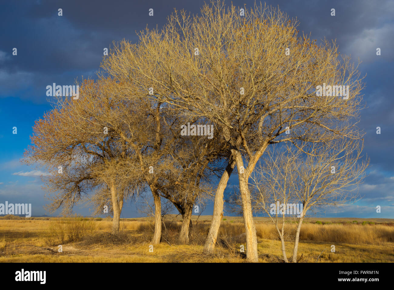 Grande tree hi-res stock photography and images - Alamy
