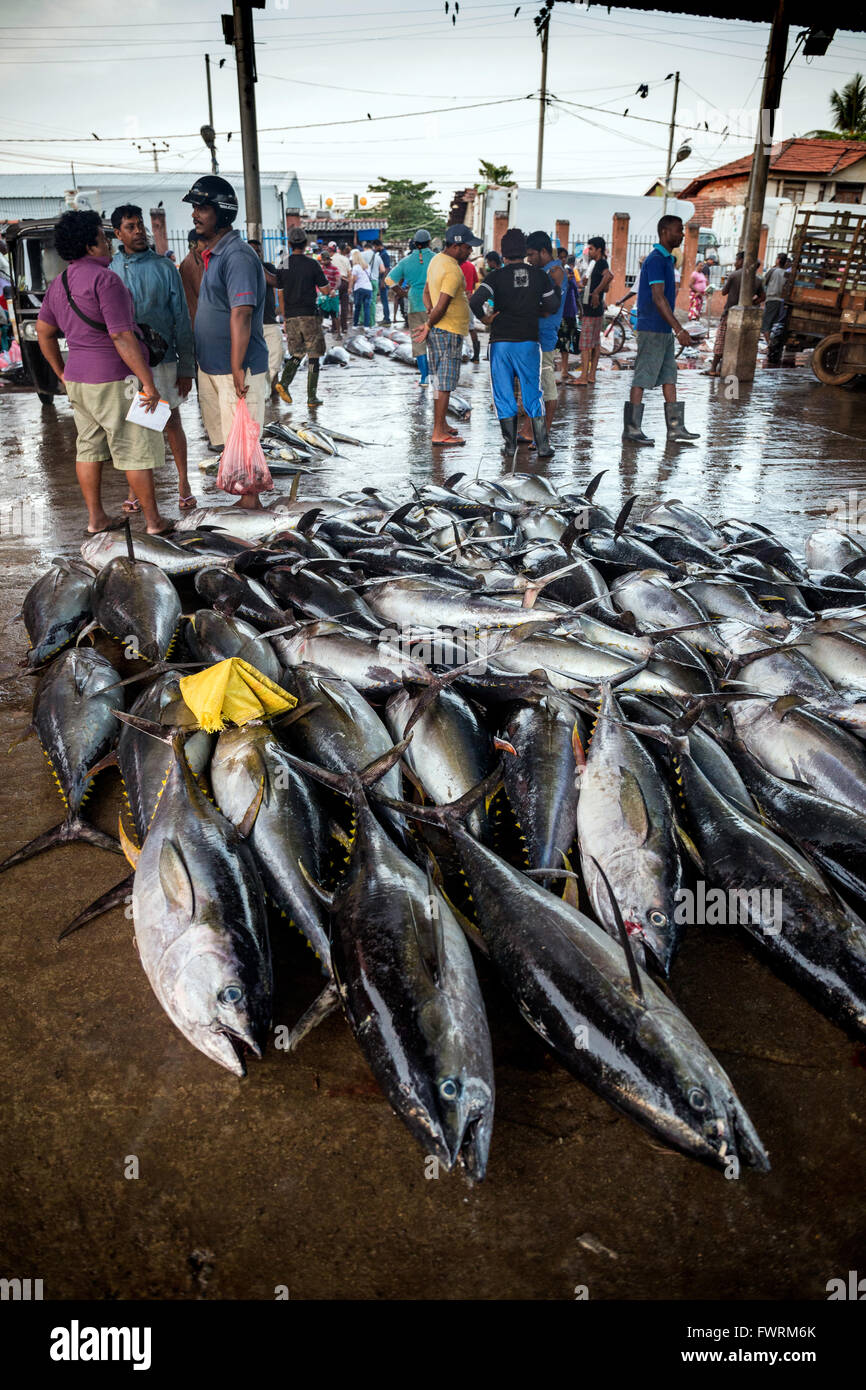 Big fish harvest (import to Japan), Fishing port, Negombo lagoon ...