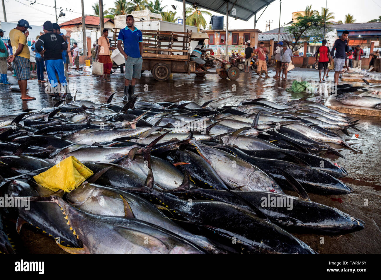Big fish harvest (import to Japan), Fishing port, Negombo lagoon ...
