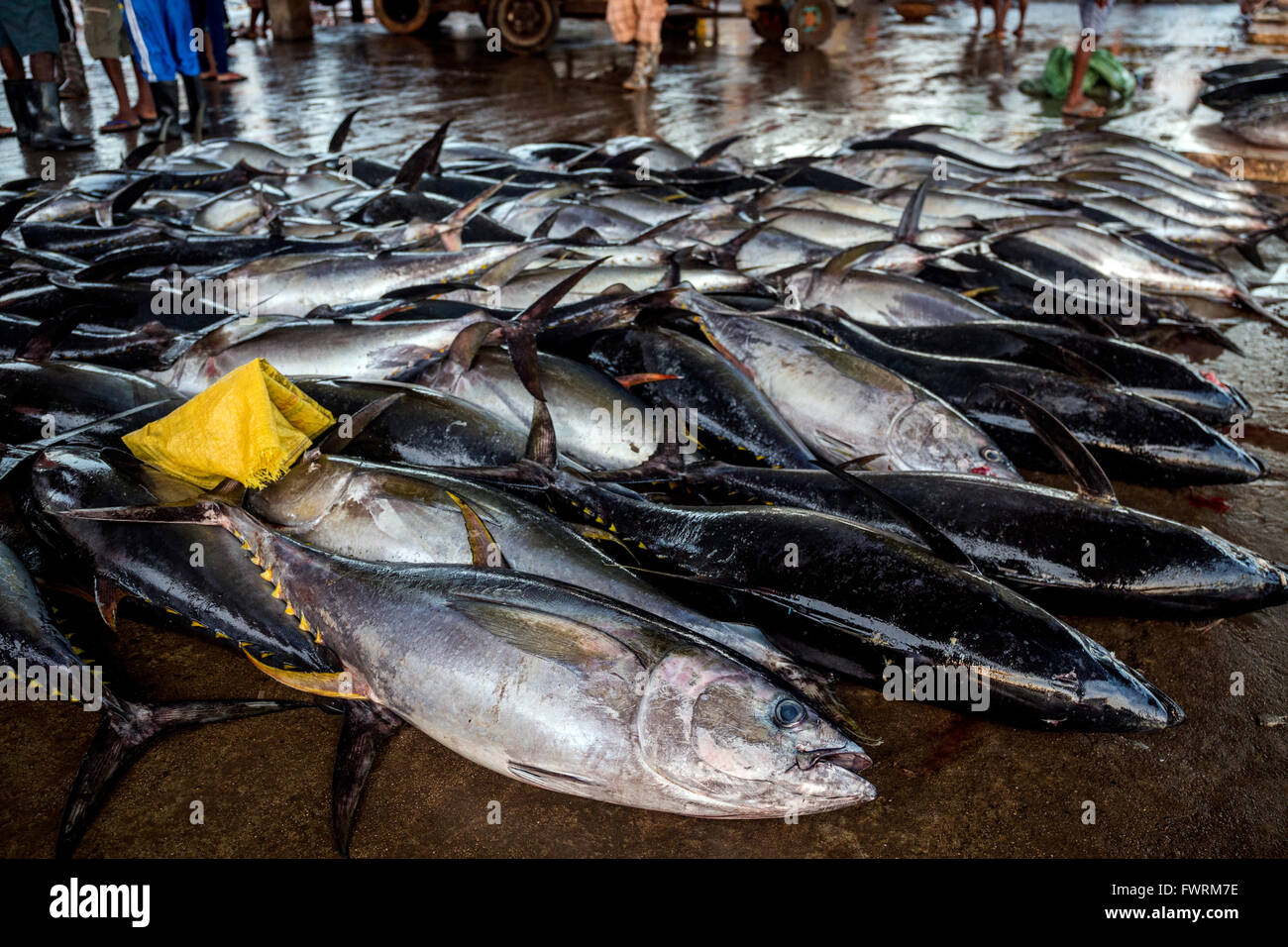 Big fish harvest (import to Japan), Fishing port, Negombo lagoon ...