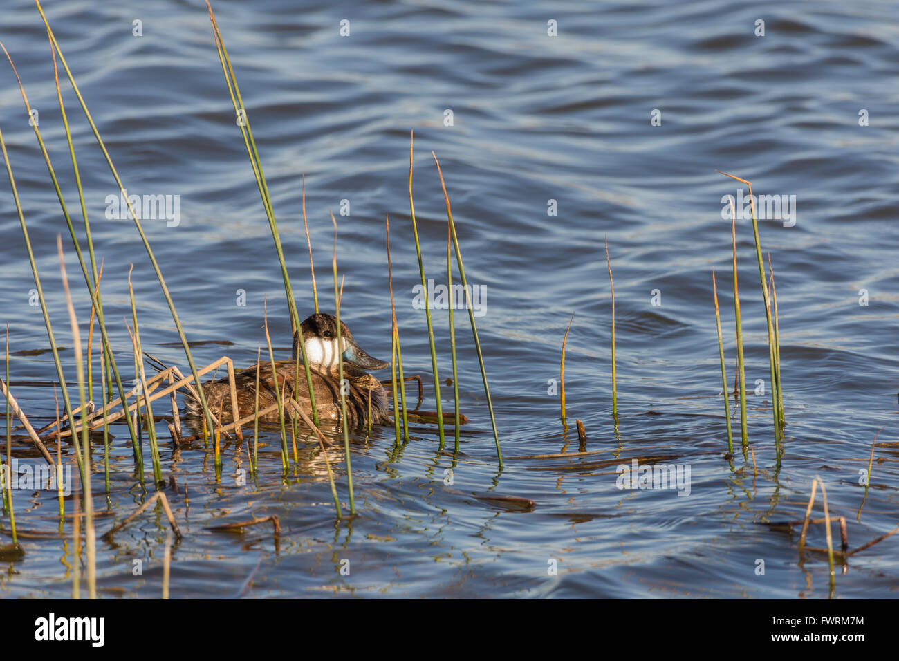 Ruddy Duck, (Oxyura jamaicensis), drake resting in bulrushes on a windy ...