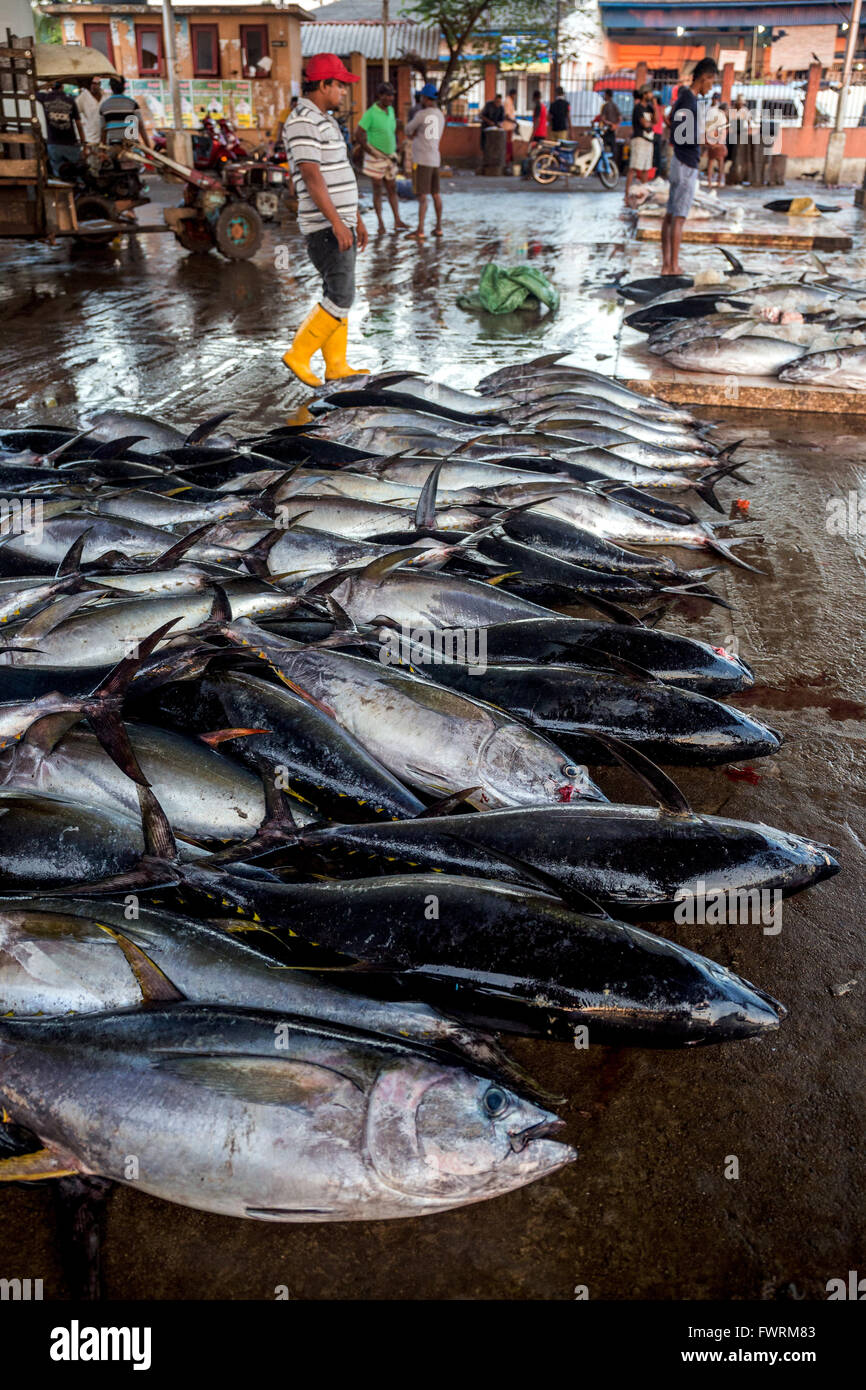 Indian ocean yellow fin tuna fishing hi-res stock photography and ...