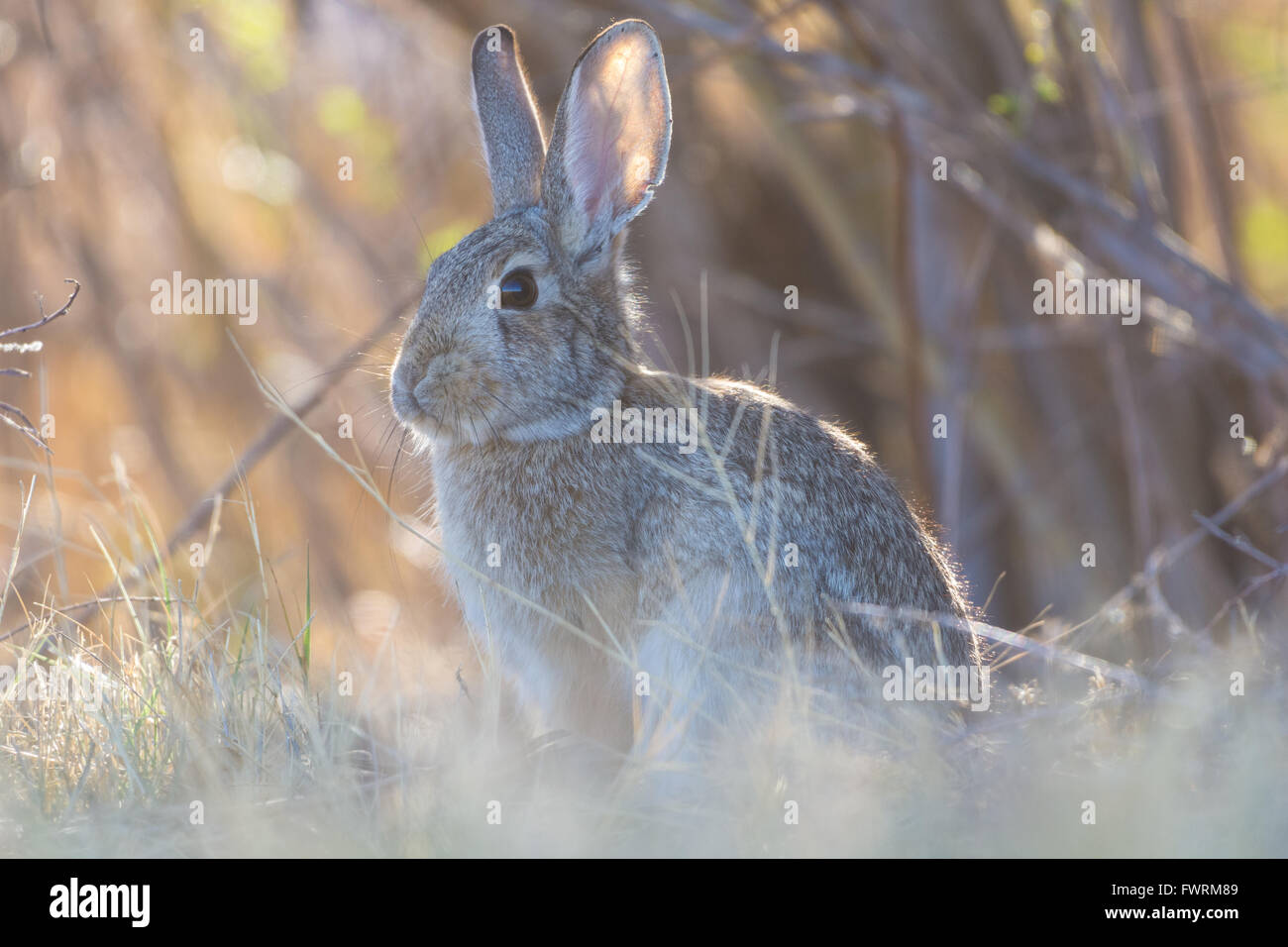 Desert Cottontail, (Sylvilagus audubonii), Bosque del Apache National ...