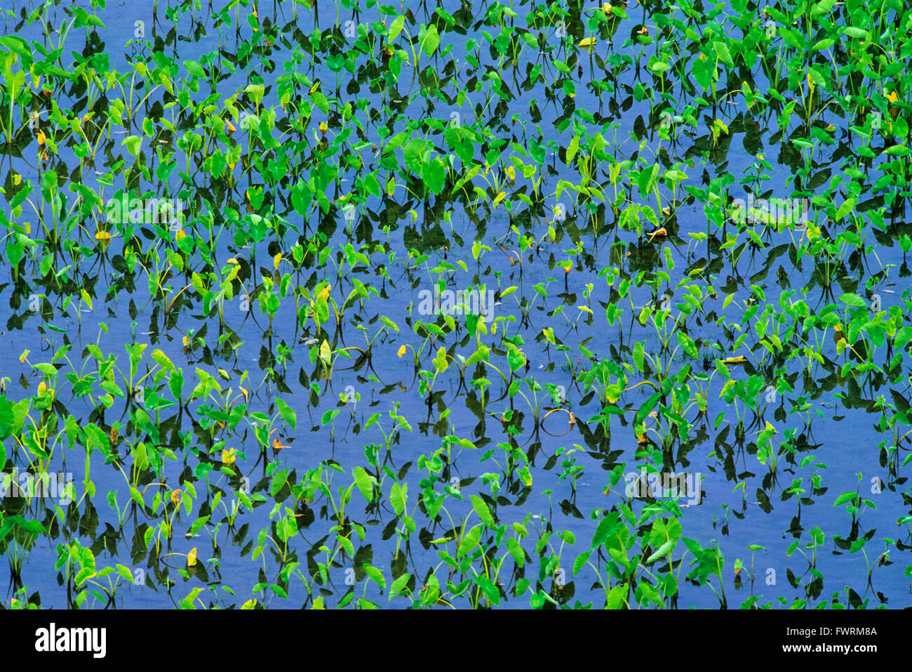 Taro farming in Maui Stock Photo - Alamy