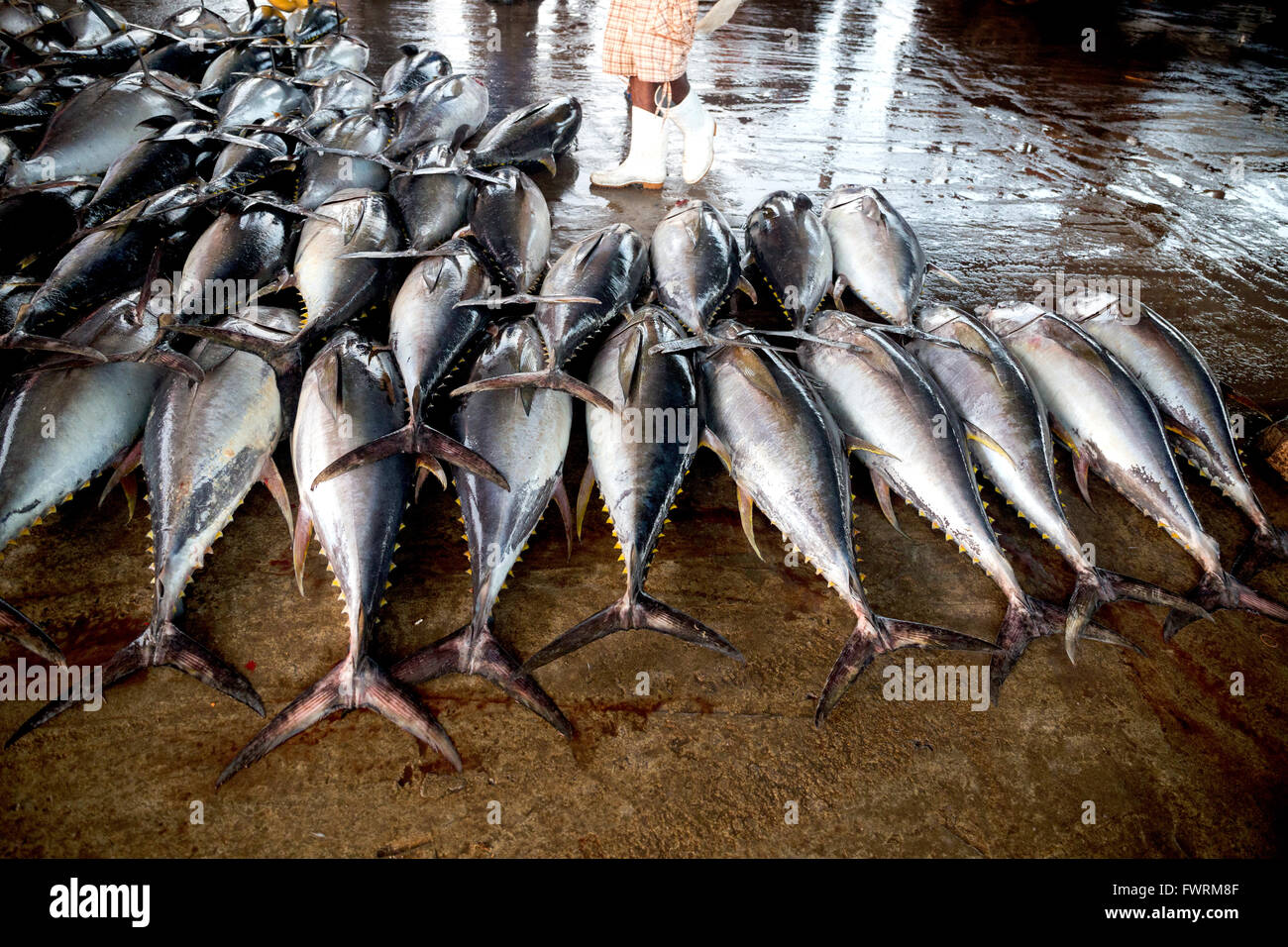 Indian ocean yellow fin tuna fishing hi-res stock photography and ...