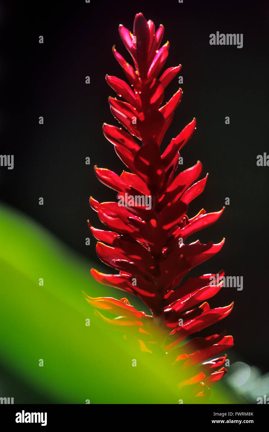 Red ginger plants in Maui Stock Photo - Alamy