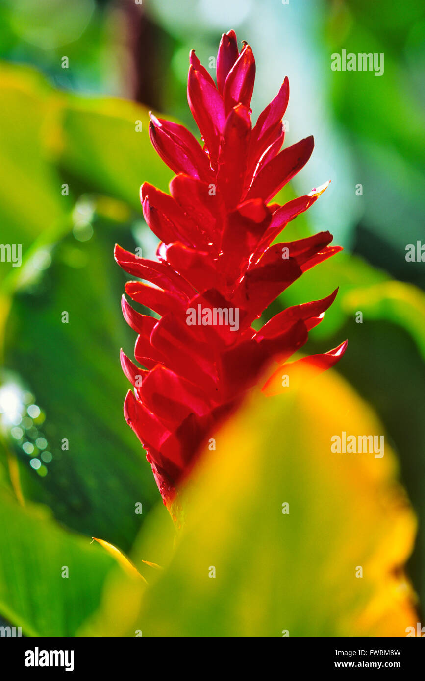 Hawaiian pink ginger plant hi-res stock photography and images - Alamy