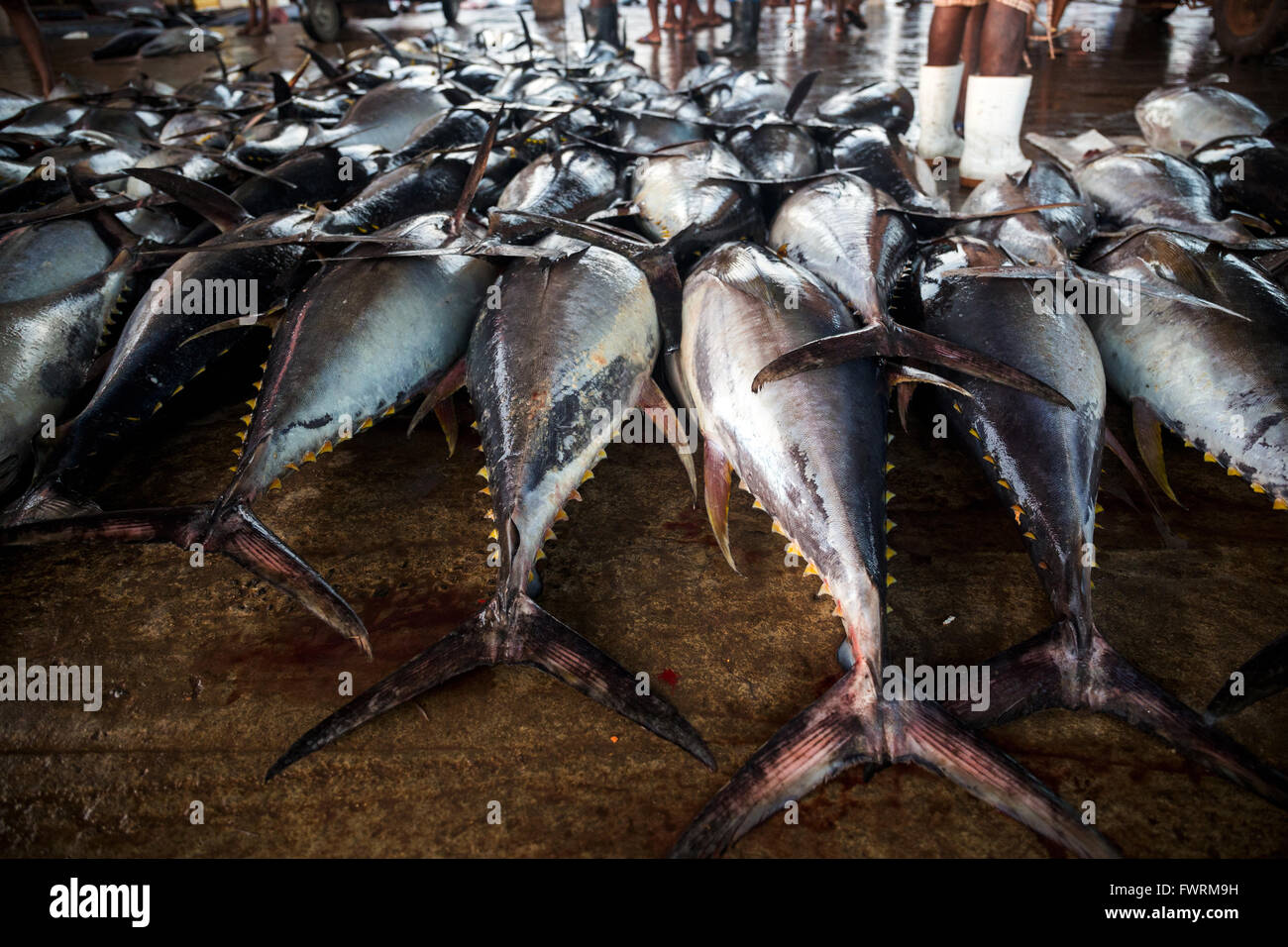 Big fish harvest (import to Japan), Fishing port, Negombo lagoon ...