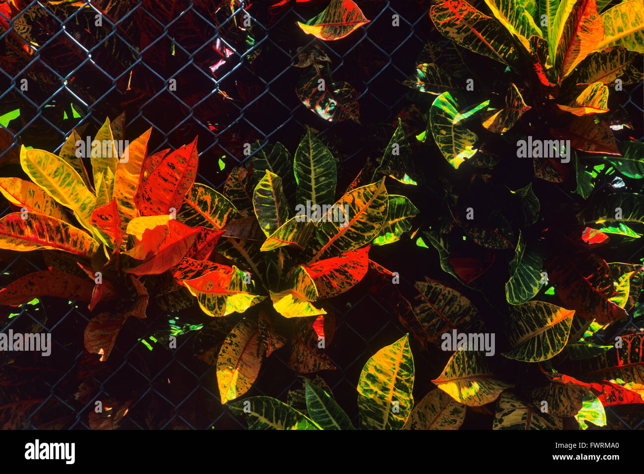 Croton plants growing by a chain link fence Maui, Hawaii, USA Stock ...