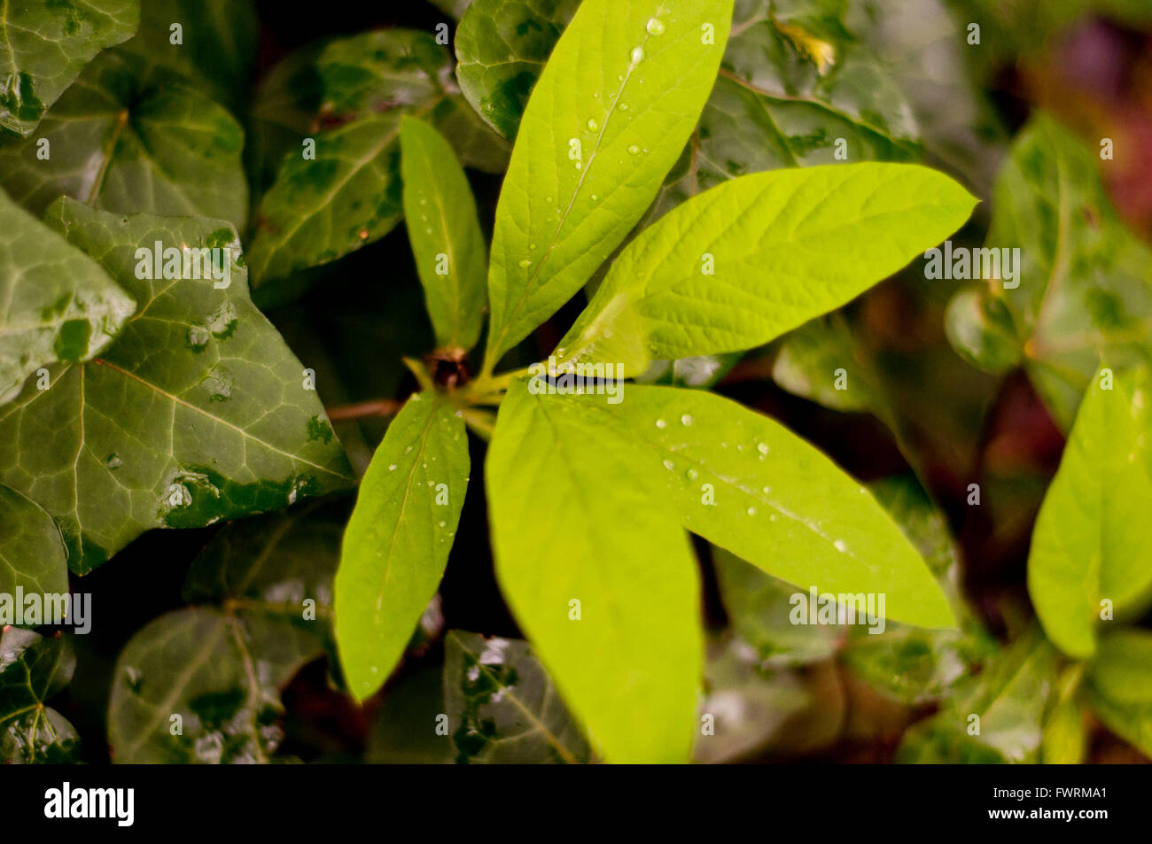 Greenery in Washington Stock Photo - Alamy