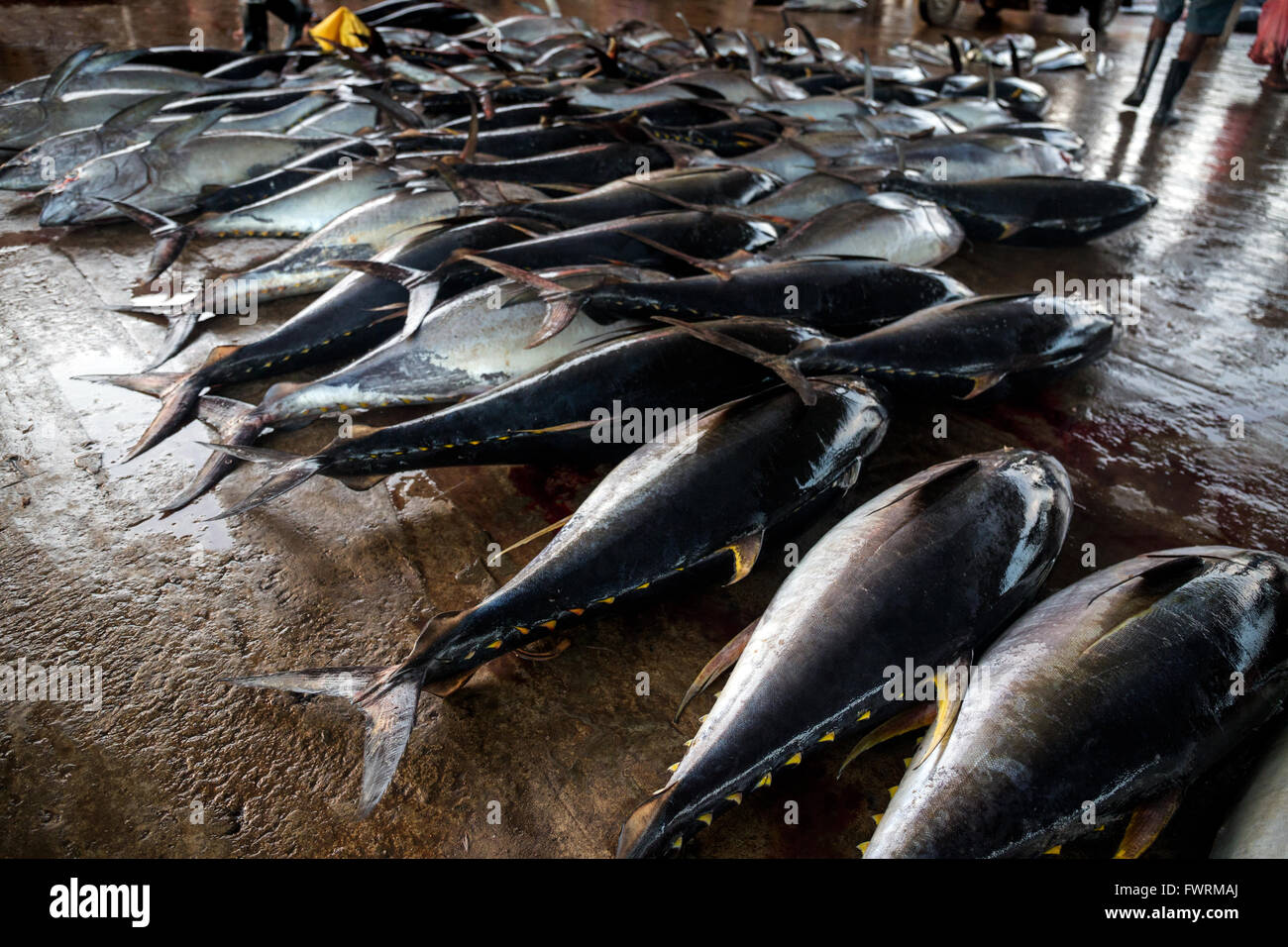 Big fish harvest (import to Japan), Fishing port, Negombo lagoon ...