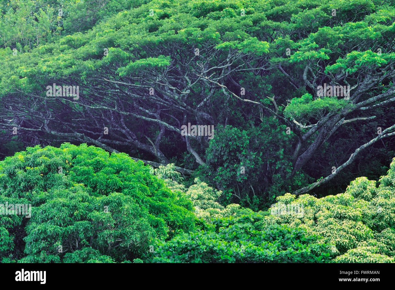Rain forest on Maui Stock Photo - Alamy
