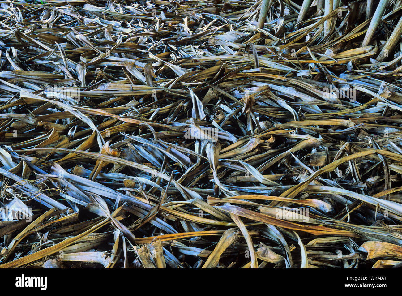 Dead leaves detritus hi-res stock photography and images - Alamy