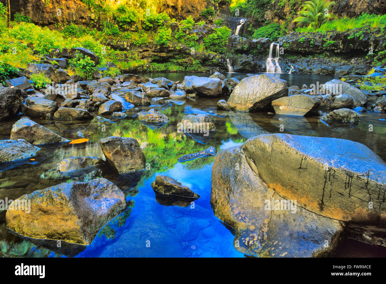 Rain forest on Maui Stock Photo - Alamy