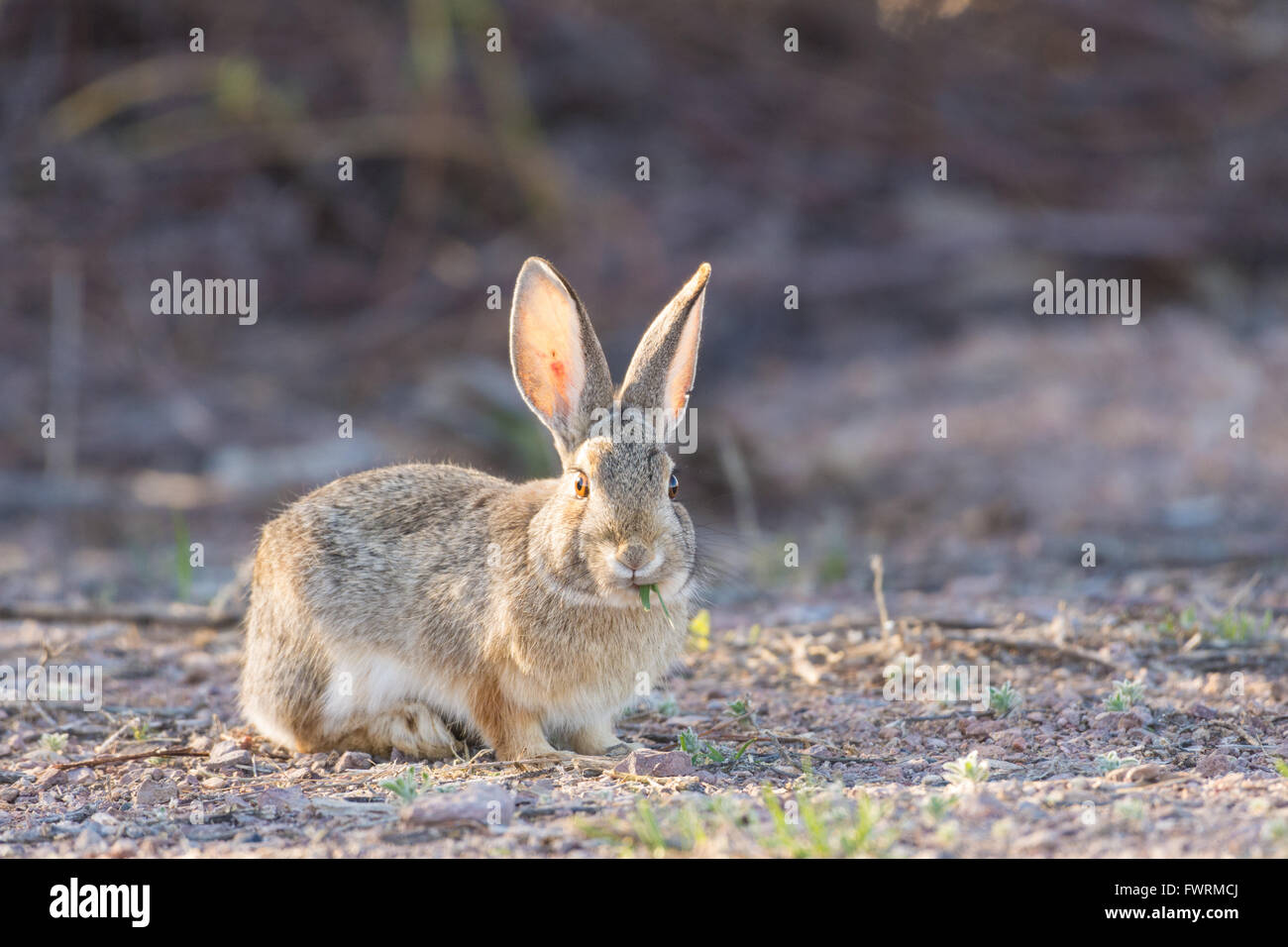 Desert cottontail rabbit sylvilagus audubonii hi-res stock photography ...