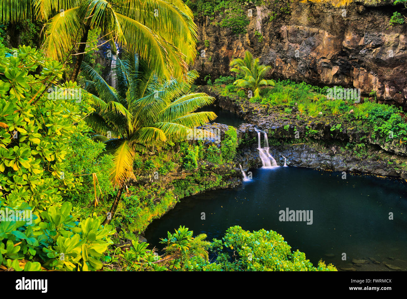 Rain forest on Maui Stock Photo - Alamy