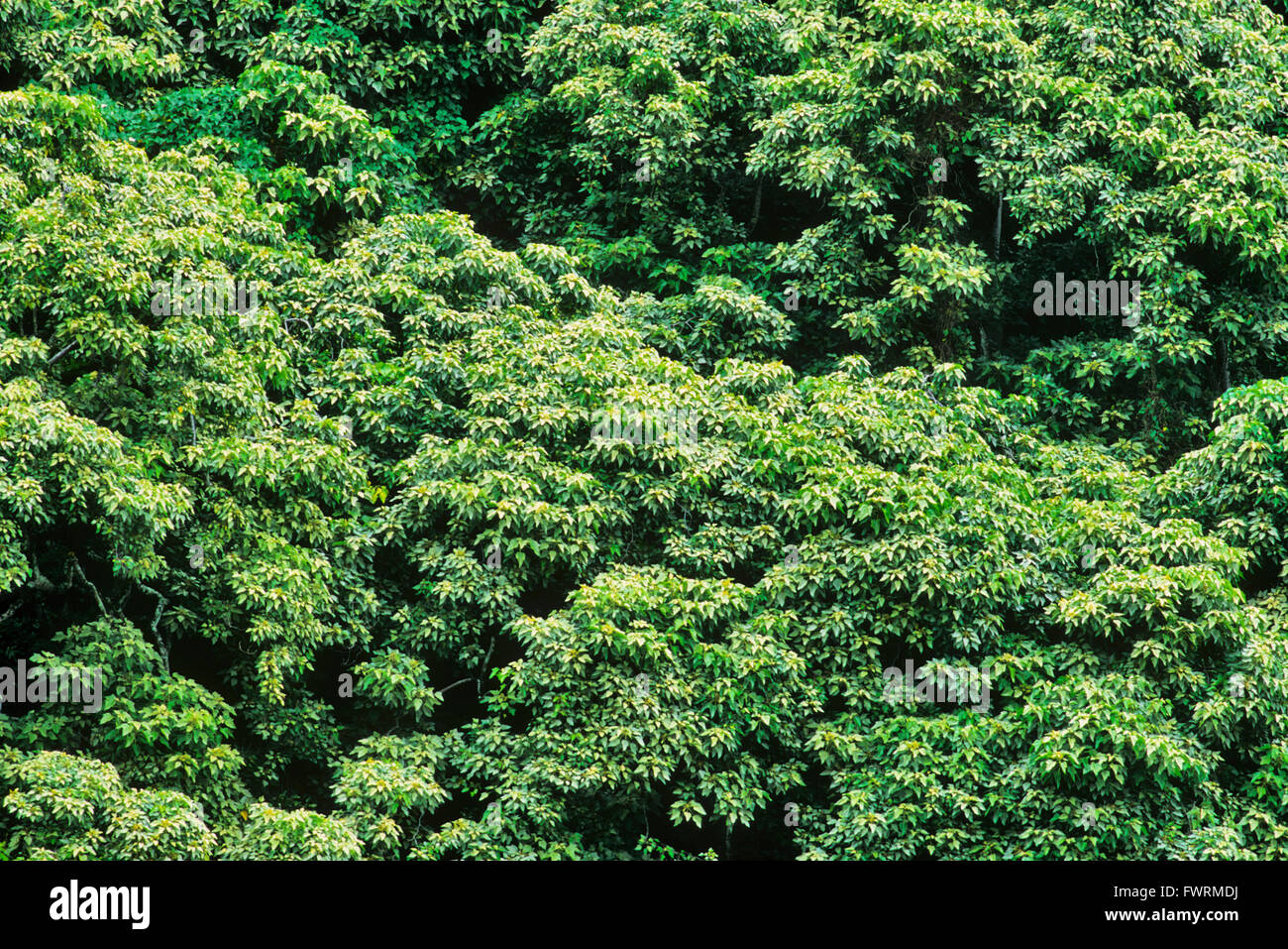 Rain forest on Maui Stock Photo - Alamy
