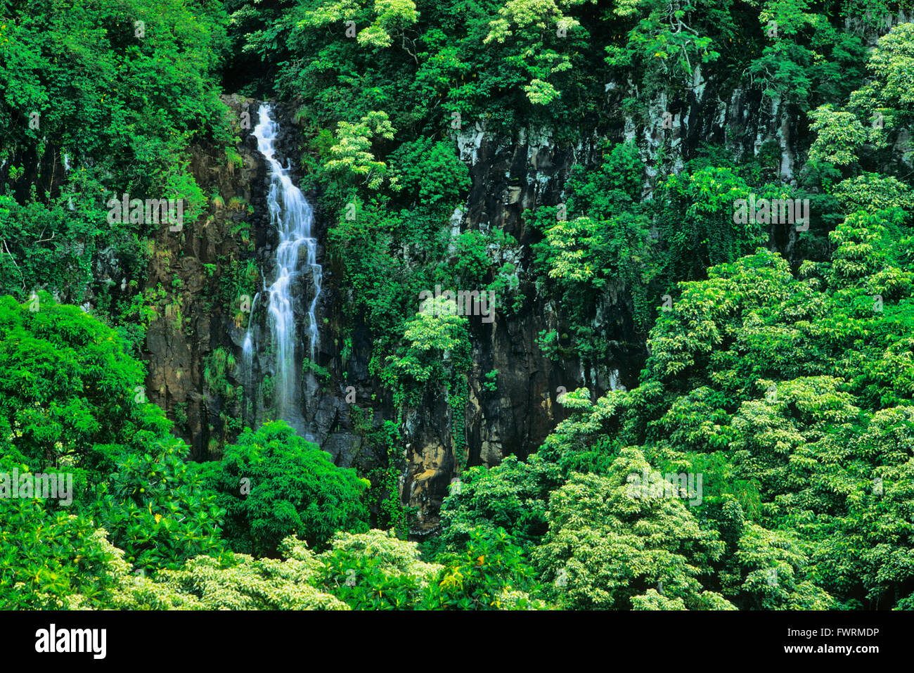 Rain forest on Maui Stock Photo - Alamy