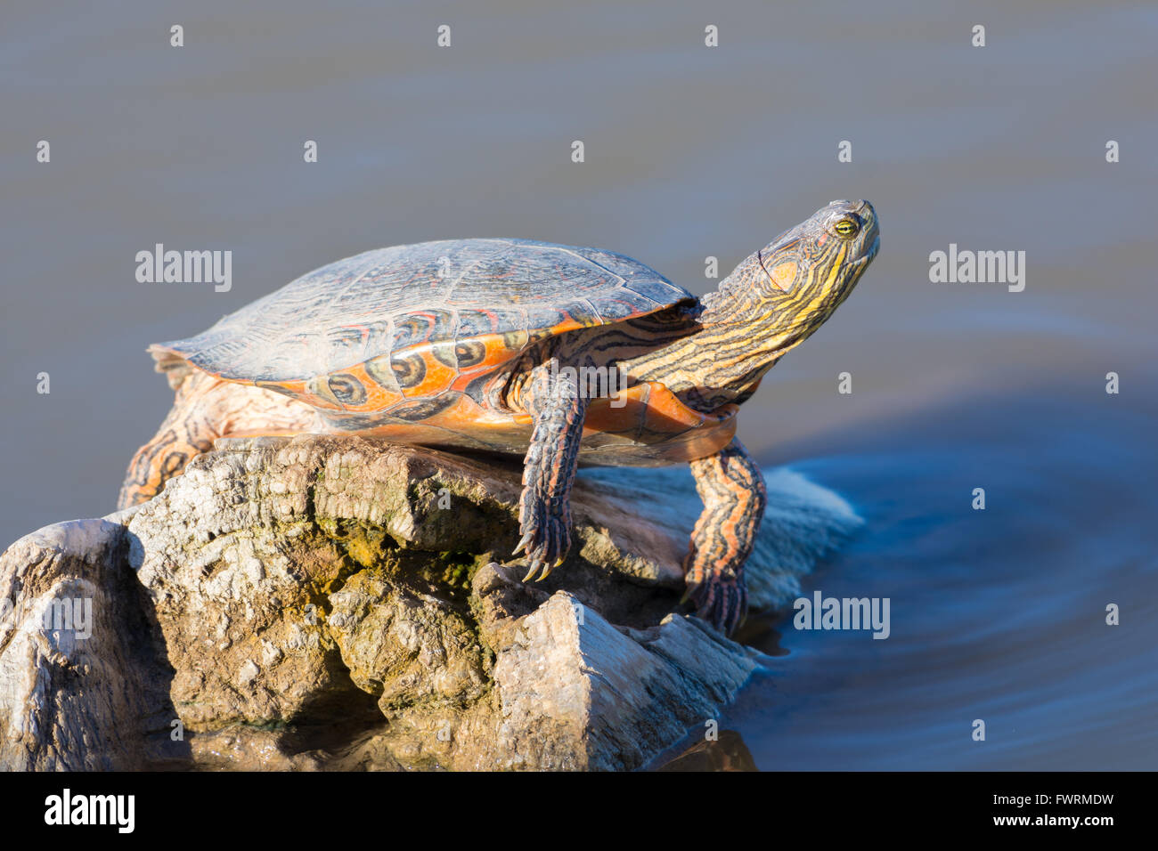 Animals of big bend hi-res stock photography and images - Alamy