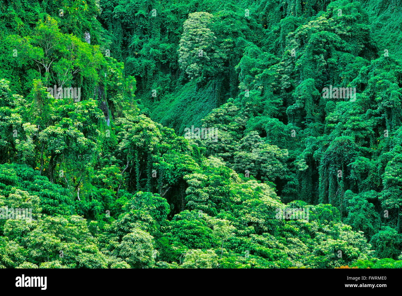 Rain forest on Maui Stock Photo - Alamy