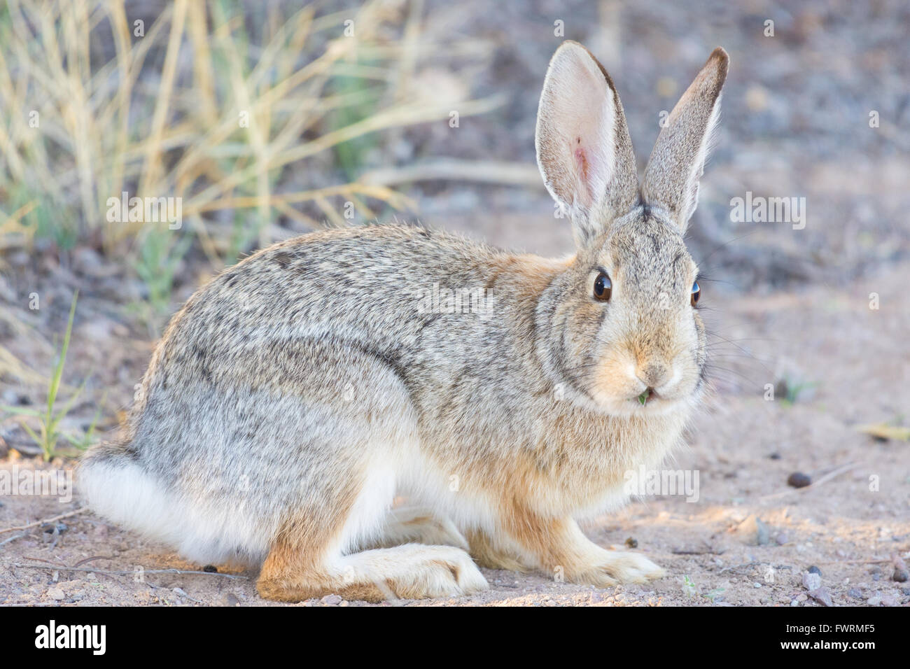 Desert cottontail rabbit hi-res stock photography and images - Alamy