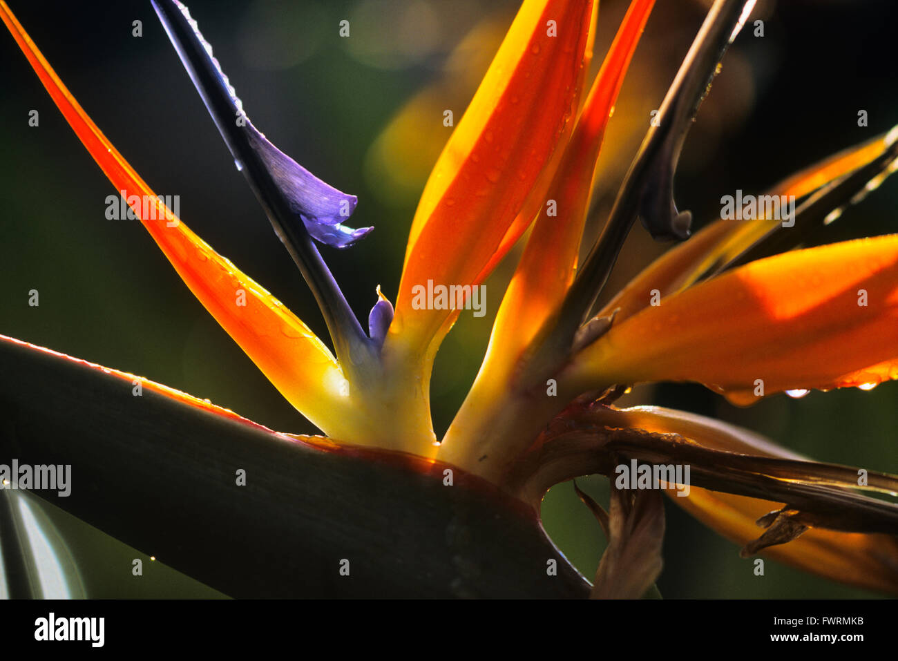 Bird of Paradise flower Molokai Hawaii Stock Photo - Alamy