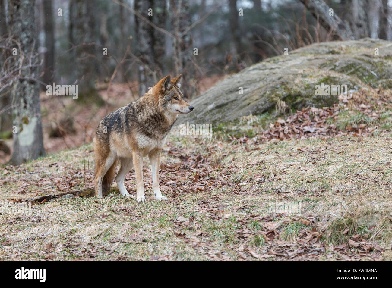 Lone Coyote in a forest in fall Stock Photo - Alamy