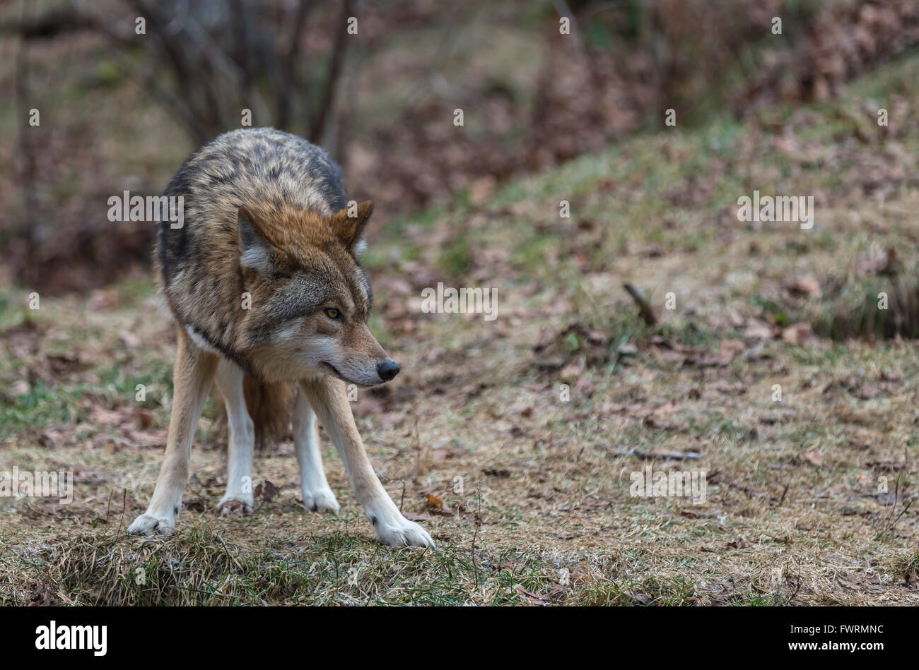 Lone Coyote in a forest in fall Stock Photo - Alamy