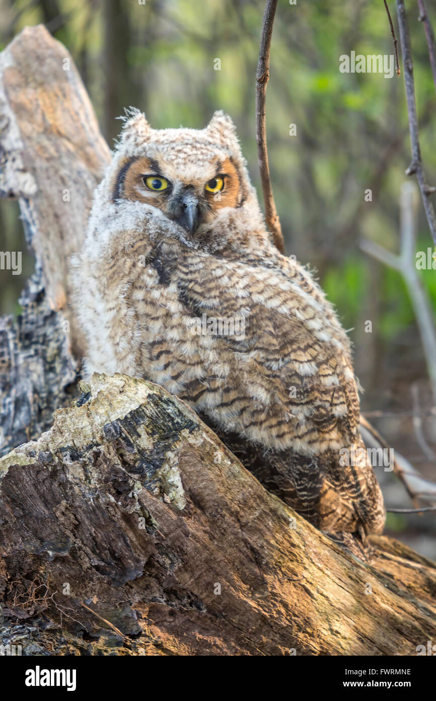 Resting Long Eared Owl Stock Photo - Alamy