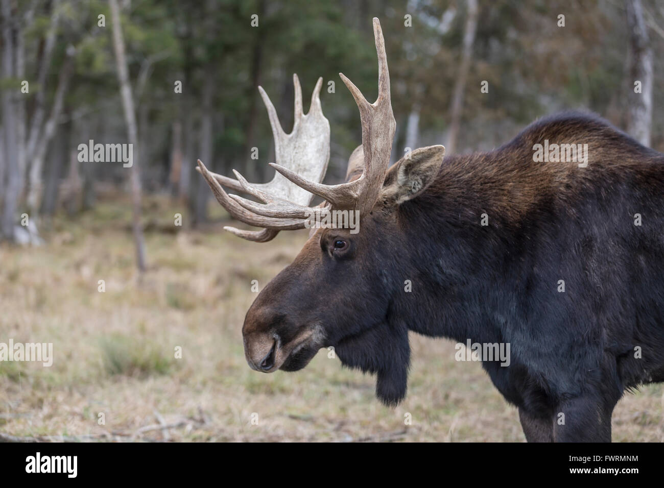 Large lone male moose in a forest setting Stock Photo - Alamy