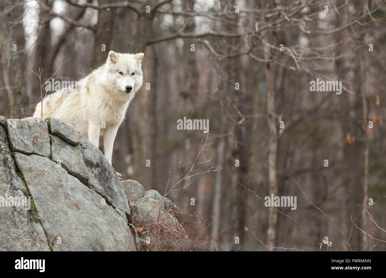 Lone Arctic Wolf in fall Stock Photo - Alamy