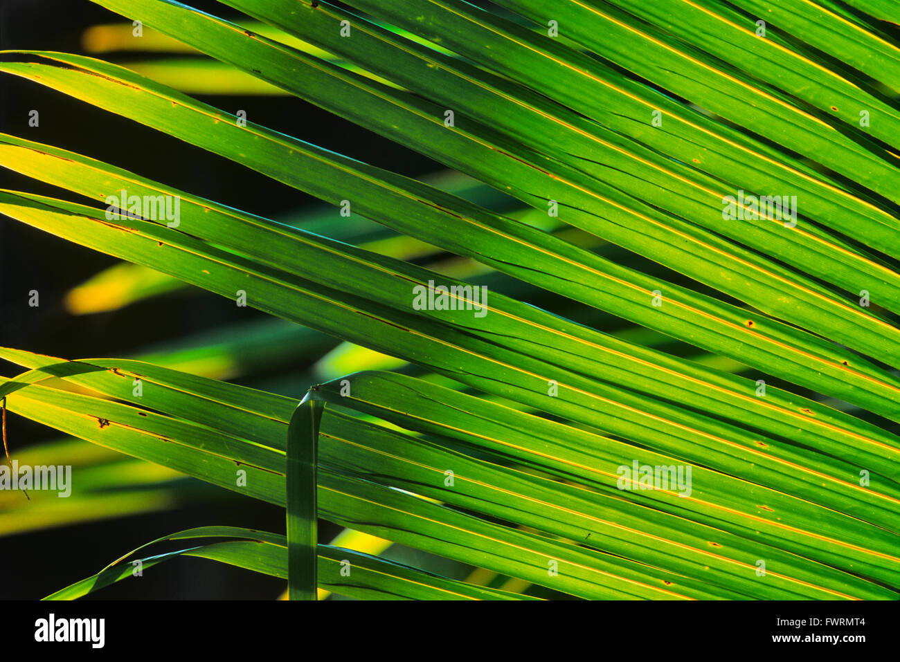palm fronds tropical leaves Hawaii Stock Photo - Alamy