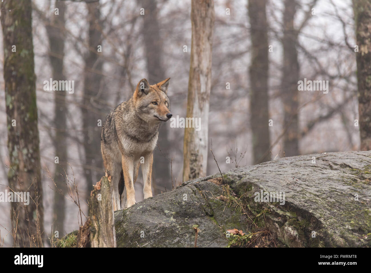 Lone Coyote in a forest in fall Stock Photo - Alamy